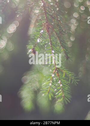 A closeup of blue spruce tree branches in a garden with a blurry ...