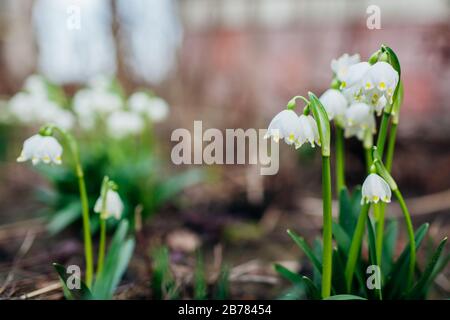 Flower of the giant snowdrop, Galanthus elwesii 'Fieldgate Tiffany ...