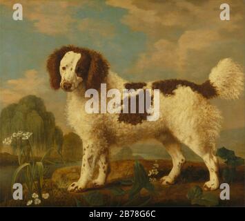 Brown and White Norfolk or Water Spaniel. Date/Period: 1778. Painting ...