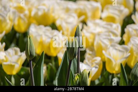 White color Tulips Bloom in Spring in garden Stock Photo - Alamy