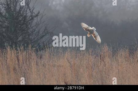 Barn owl diving in York, England, UK Stock Photo - Alamy