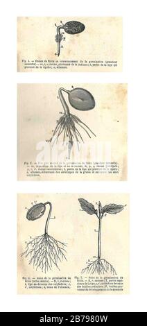 Germination de la graine de ricin Stock Photo - Alamy