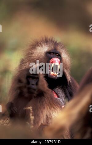 Gelada baboon lip flip display (uncertainty) {Theropithecus gelada ...