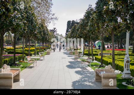 Tulip Flowers Blooming in Spring Season Stock Photo - Alamy