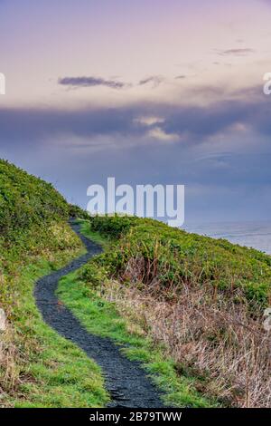The Oregon coast trail cuts through a pygmy forest along the Blacklock ...