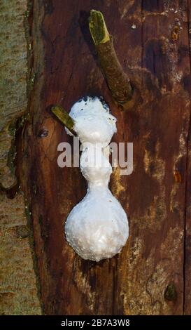 White Slime Mould, False Puffball, Enteridium lycoperdon ...