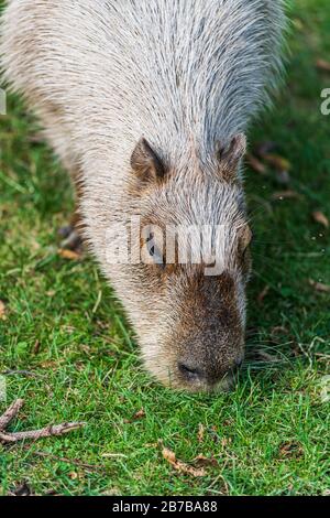 The capybara is a giant cavy rodent native to South America. It is the ...