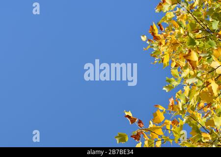 Right border of Autumn foliage on rustic white wooden boards Stock ...