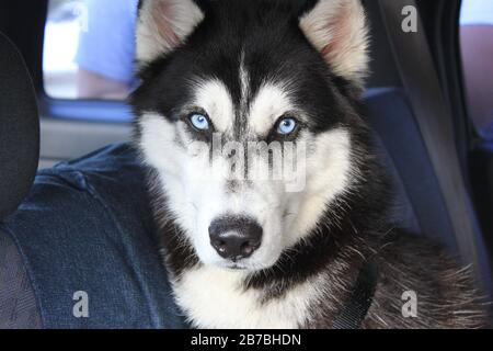 Siberian Husky dog with huge eyes, funny surprised Husky dog with ...