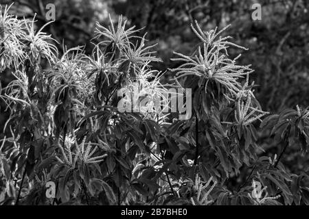 An American Chestnut tree (Castanea dentata) on the Blue Ridge Parkway ...