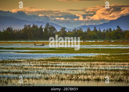 Rice fields at sunset in Hoi AN, Vietnam Stock Photo - Alamy
