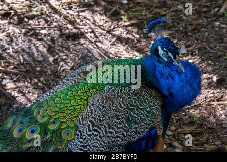 Peacocks in Florida Stock Photo - Alamy