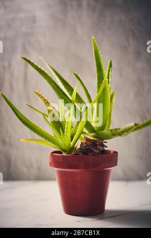 Cactus in pot on marble table. pastel color or vintage style. copy ...