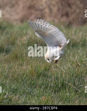 Barn Owl swooping in flight Stock Photo - Alamy