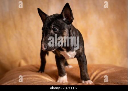 Studio shot of an adorable Bull terrier standing on grey background ...