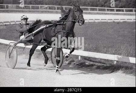 1980s, historical, harness racing or sometimes known as pony and trap ...