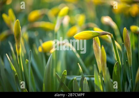 Sprouted spring flowers daffodils in early spring garden - selective ...
