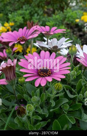 Closeup of beautiful African daisies with green leaves Stock Photo - Alamy