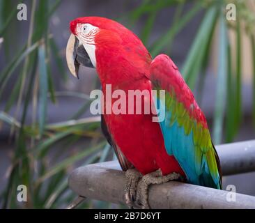 Macaw in Casa de Colón, Las Palmas, Gran Canaria Stock Photo - Alamy