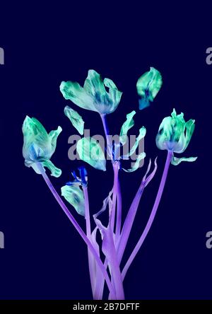 Purple and blue tulip floral botanical flower. Wild spring leaf ...
