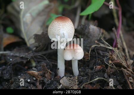 Lepiota cristata, commonly known as the stinking dapperling or the ...