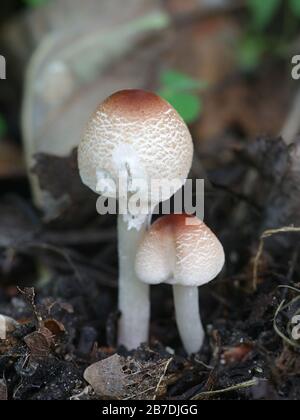 Lepiota cristata, commonly known as the stinking dapperling or the ...
