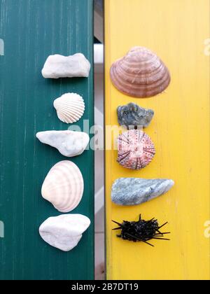 A top view of a collection of rocks and sea shells found on the ground ...