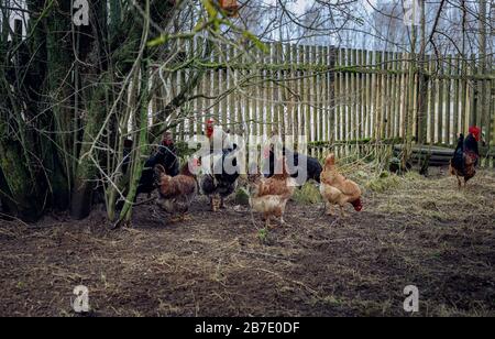 Rooster in garden behind fence. Poultry at animal farm Stock Photo - Alamy