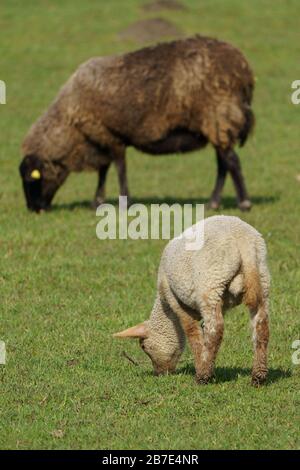 sheep ad lamb in germany Stock Photo - Alamy