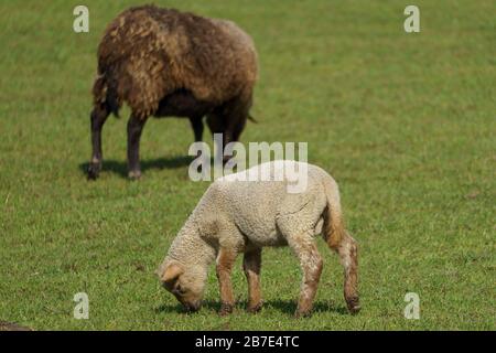 sheep ad lamb in germany Stock Photo - Alamy