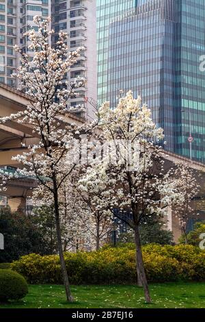 Early spring in Guangchang Park, downtown Shanghai Puxi, China. Near ...