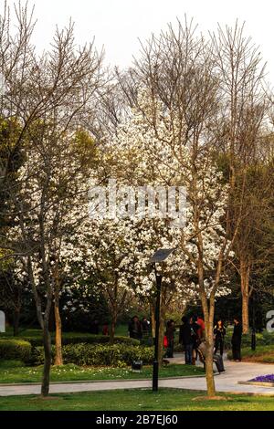 Magnolia (denudata) flowers, the official city flower of Shanghai ...