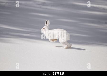 Snowshoe hare running across snow Stock Photo - Alamy