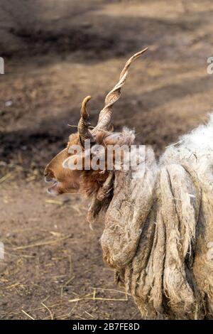 Hungary, Racka sheep or Hortobágy Racka sheep in the stable of a farm ...