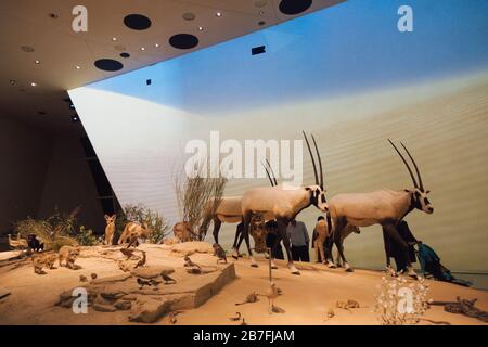 Qatar Animals Qatar Wildlife Hi Res Stock Photography And Images