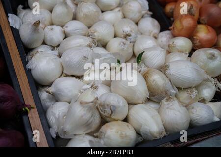 Onion Family stock photo Stock Photo - Alamy