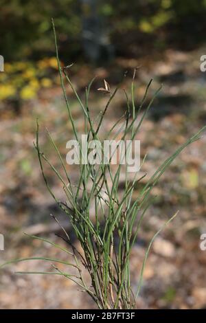 Genista carinalis - Wild plants shot in the fall. Autumn Stock Photo ...