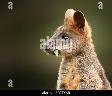 Wallaby with baby eating Stock Photo - Alamy