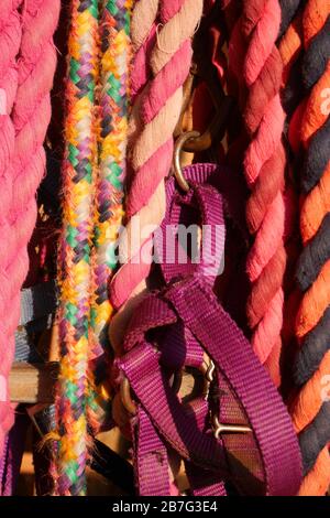 Colourful ropes used to harness llamas Stock Photo - Alamy