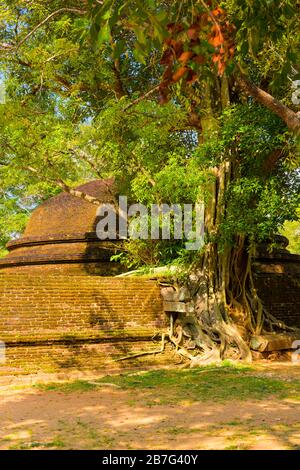 Banyan trees, Ceylon (Sri Lanka Stock Photo - Alamy