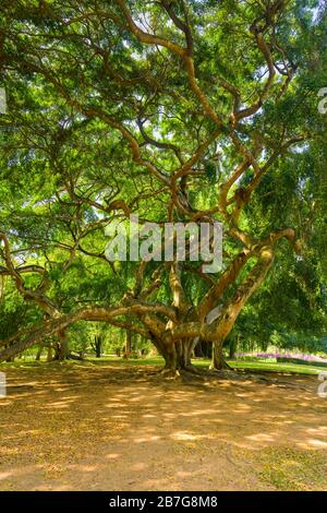 Giant Old Fig Tree (Ficus) in Alicante, Spain Stock Photo - Alamy