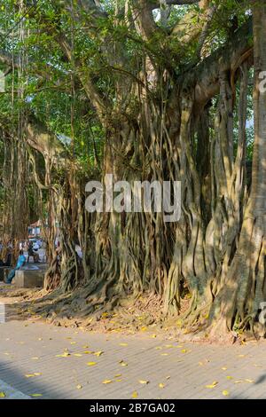 Ancient Banyan trees (ficus benghalensis) in Parque Miramar in Havana ...