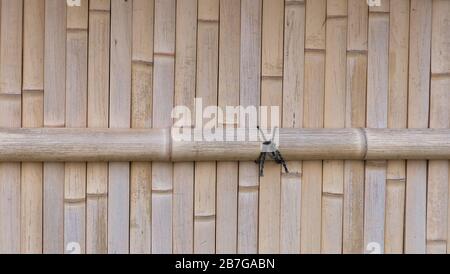 Texture of a wall made of bamboo sticks Stock Photo - Alamy