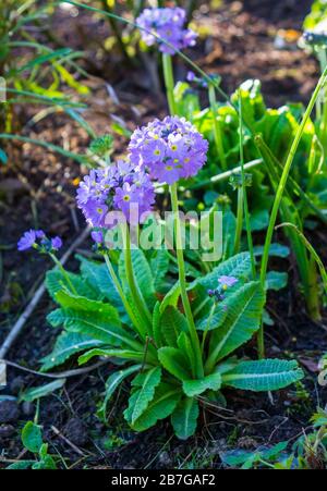Mixed spring flowers of Candelabra primroses, candelabra primulas ...