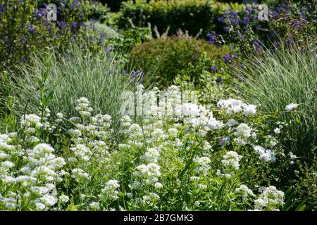Blue and white planting scheme / combination herbaceous border in a ...
