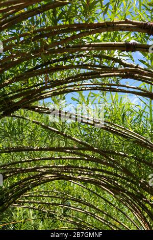 Living willow arch Stock Photo - Alamy