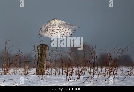 Snowy owl taking off in flight hunting over a snow covered field in ...