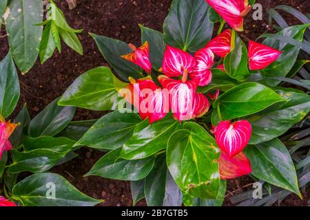 Bright red spathe, white spadix and dark green leaves of Anthurium ...