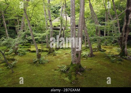 Moss garden at Gioji temple, Kyoto, Japan, Spring Stock Photo - Alamy