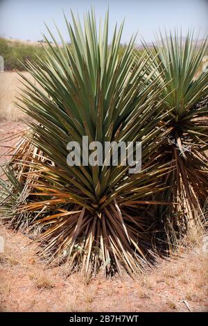 Common Sotol (Desert Spoon) plant and rock pinnacles at Hailstone Trail ...